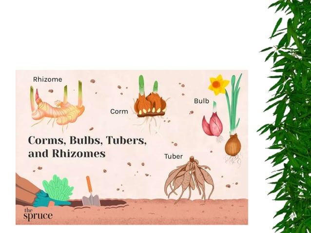 Plant and Animal Reproduction.ppt