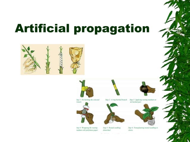 Plant and Animal Reproduction.ppt