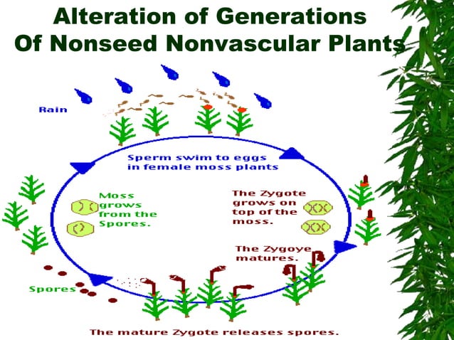 Plant and Animal Reproduction.ppt