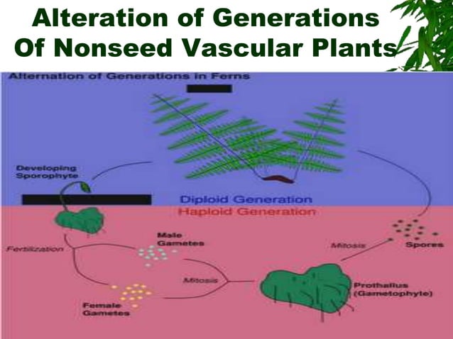 Plant and Animal Reproduction.ppt