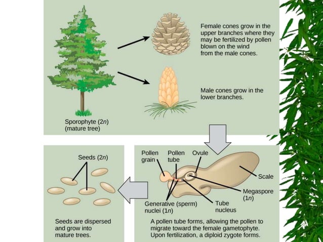 Plant and Animal Reproduction.ppt