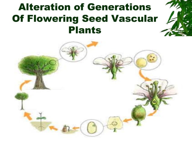 Plant and Animal Reproduction.ppt