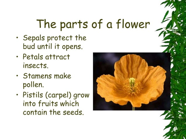 Plant and Animal Reproduction.ppt