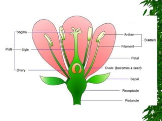 Plant and Animal Reproduction.ppt