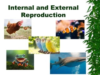 Plant and Animal Reproduction.ppt
