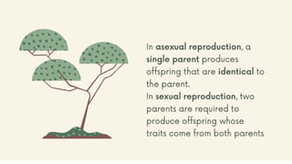 PLANT AND ANIMAL REPRODUCTION PRESENTATION.pptx