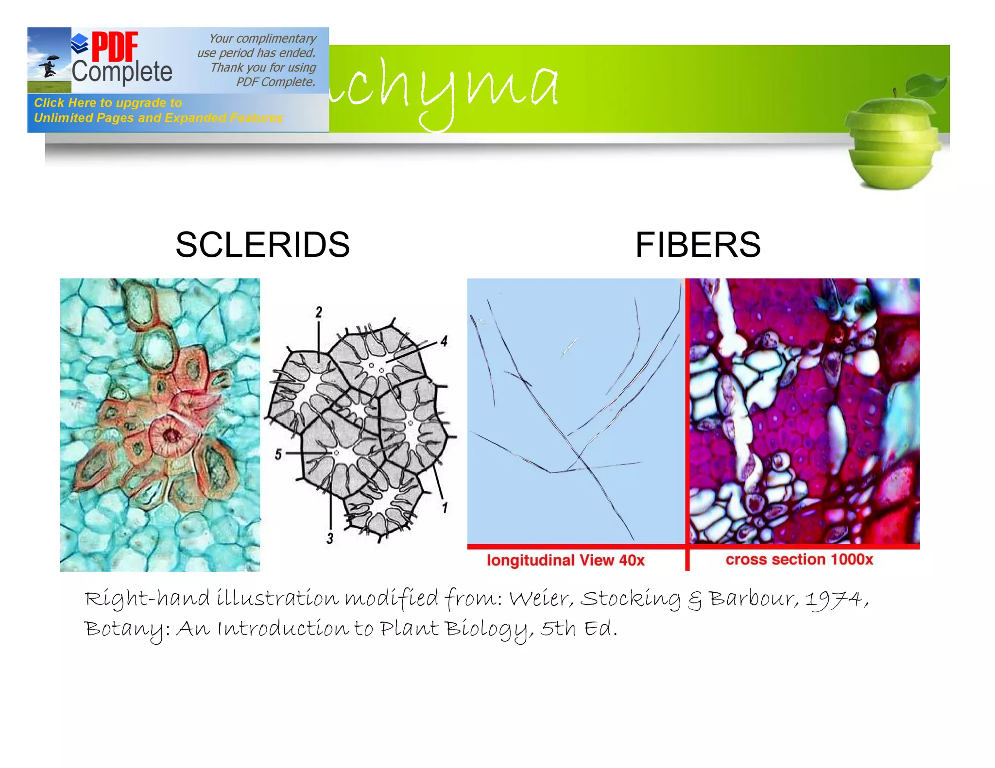 Plant and animal tissue ppt | PDF