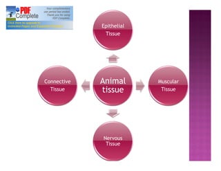 Plant and animal tissue ppt | PDF | Bodybuilding | Sports