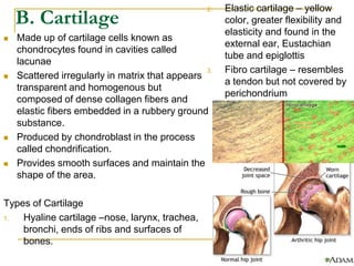Plant and animal tissues | PPTX