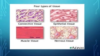 Plant and animal tissues | PPTX