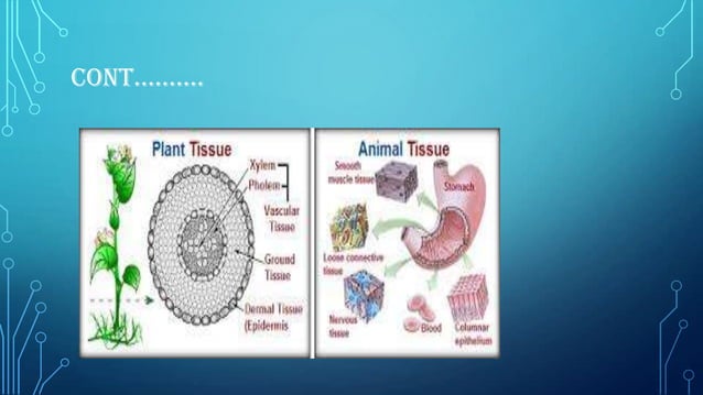 Plant and animal tissues | PPTX | Gardening | Home & Garden