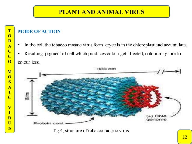 Plant and animal viruse | PPTX | Biological Sciences | Science