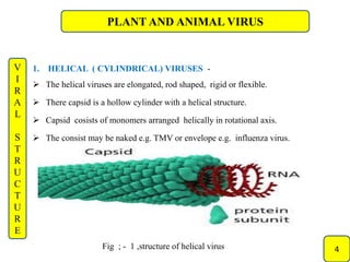 Plant and animal viruse | PPTX