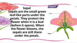 Parts of a plant and the parts of a flower | PPTX