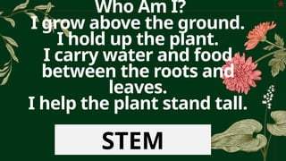 Parts of a plant and the parts of a flower | PPTX