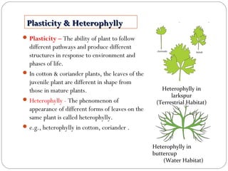 Plant and growth development in agronomy | PPT