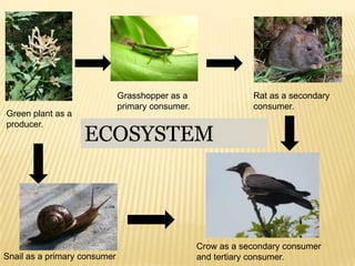 Plant and insect | PPT | Free Download