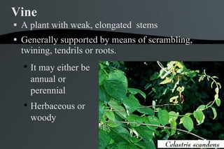 Plant And Structures | PPT