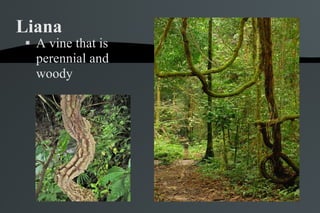 Plant And Structures | PPT