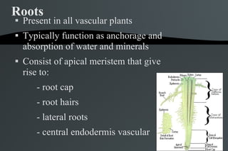 Plant And Structures | PPT