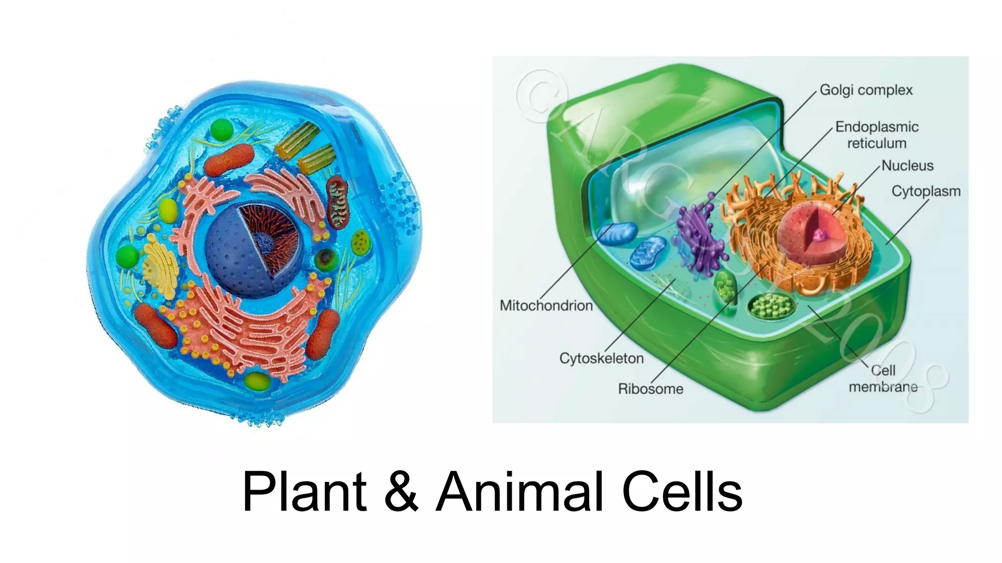 Plant & animal cell | PPT