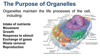 Plant & animal cell | PPT