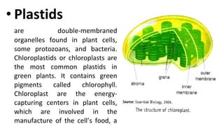 Plant & animal cell | PPT
