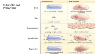 Plant & animal cell | PPT