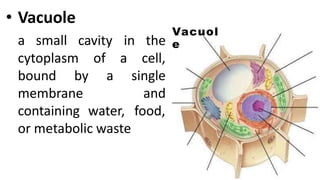 plantanimalcellfordiscussion-160201081347 (1).pptx