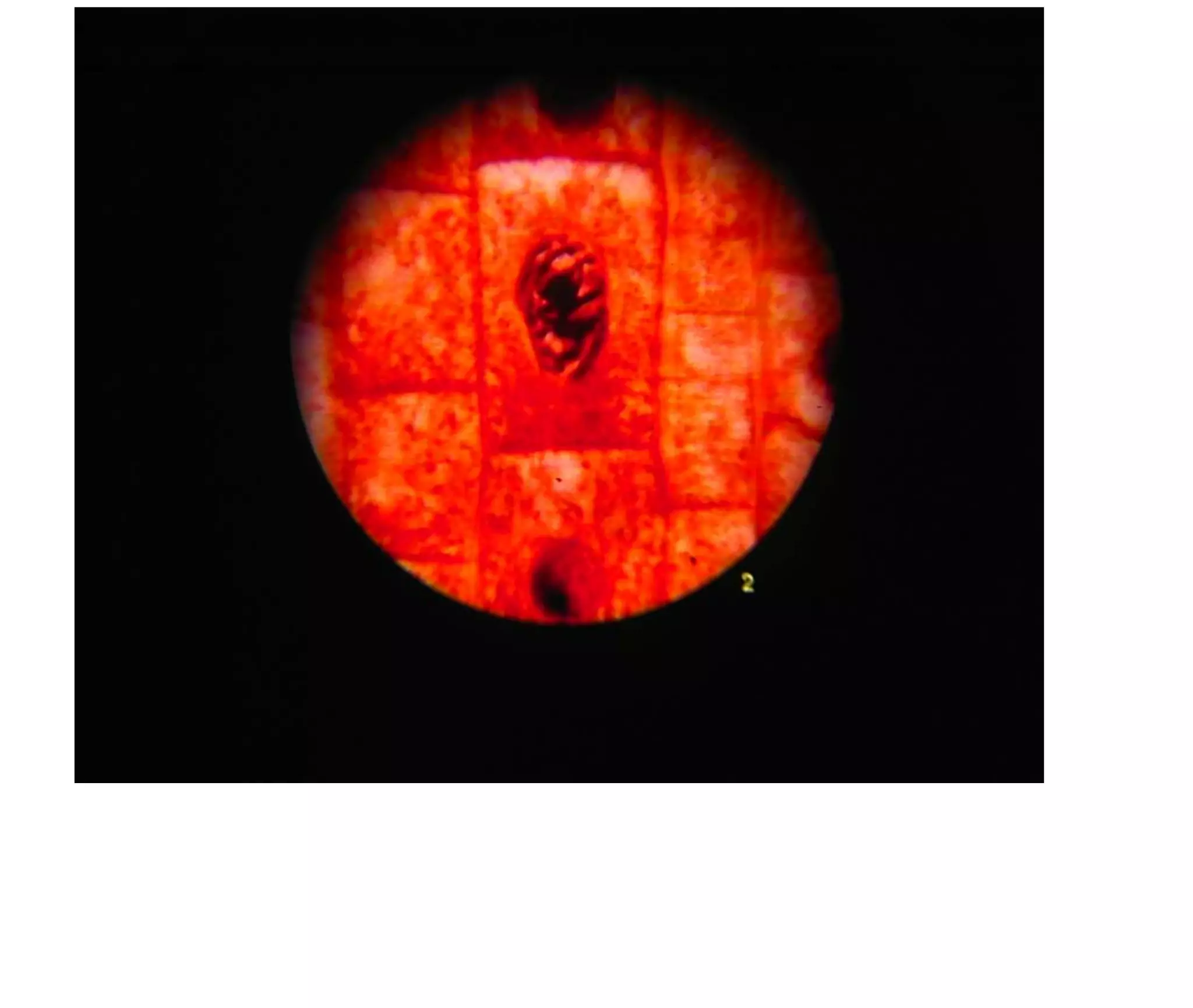 Plant & Animal Cell Mitosis Microviewer Pictures | PPTX