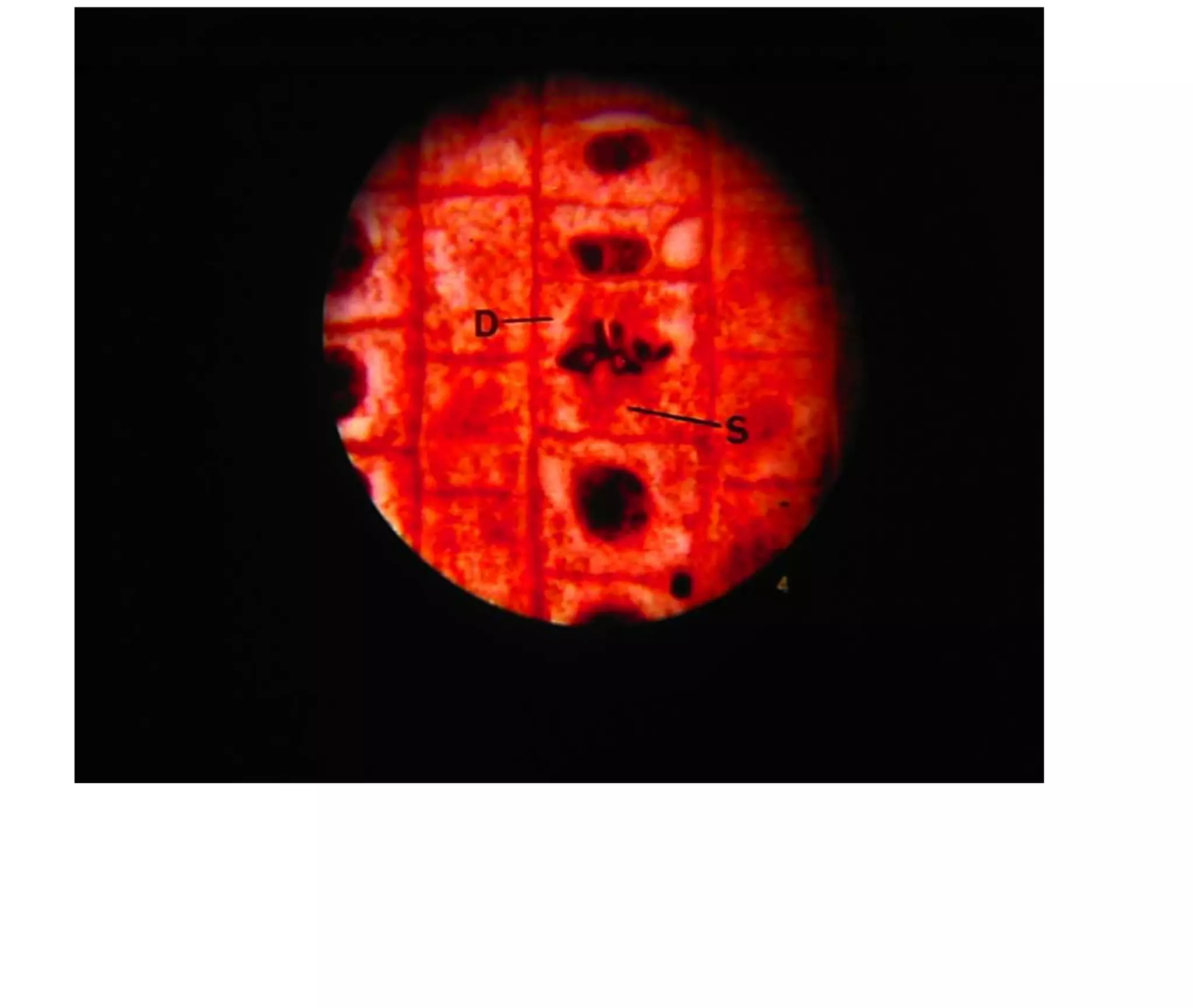 Plant & Animal Cell Mitosis Microviewer Pictures | PPTX