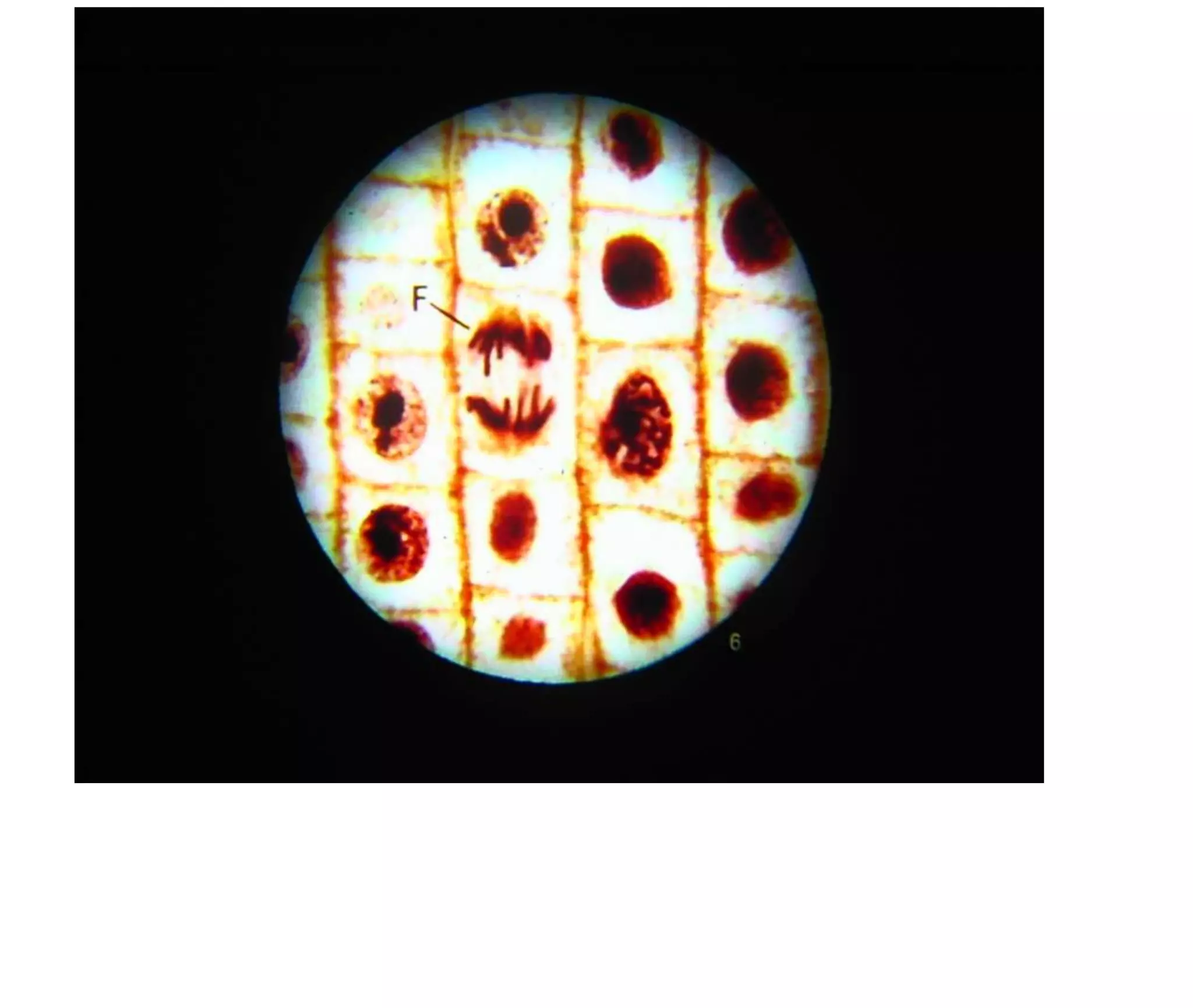 Plant & Animal Cell Mitosis Microviewer Pictures | PPTX