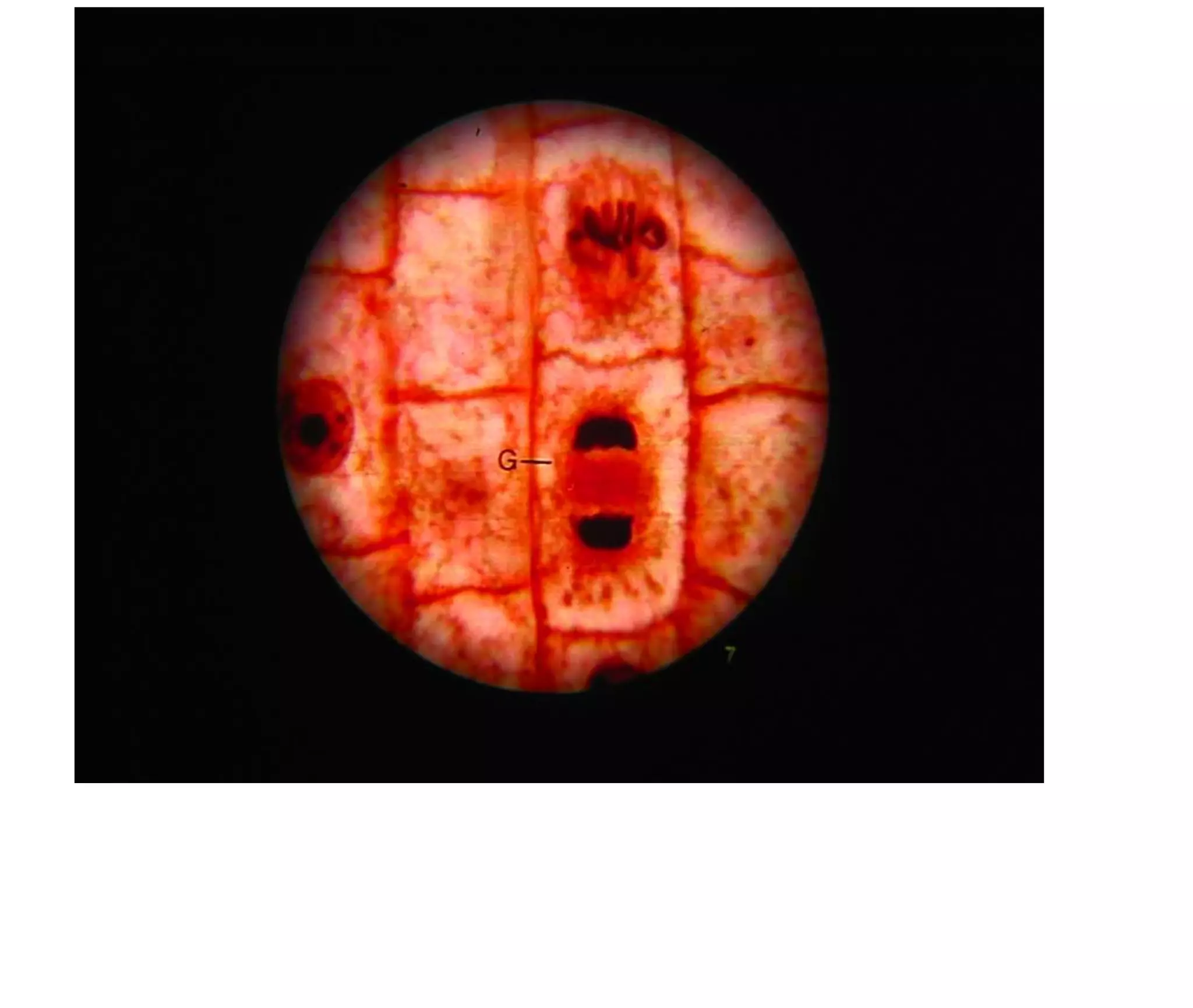 Plant & Animal Cell Mitosis Microviewer Pictures | PPTX