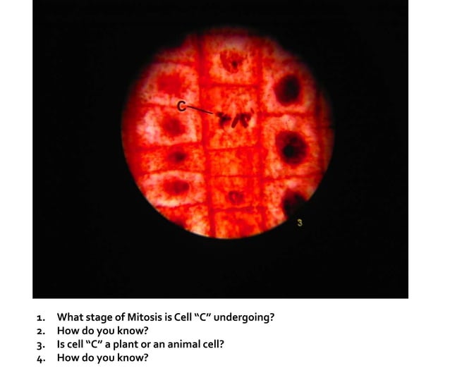 Plant & Animal Cell Mitosis Microviewer Pictures | PPTX