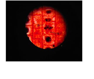 Plant & Animal Cell Mitosis Microviewer Pictures | PPTX