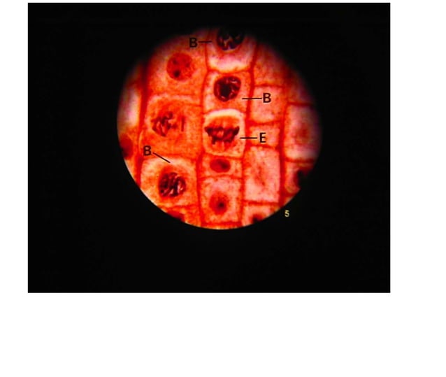 Plant & Animal Cell Mitosis Microviewer Pictures | PPTX