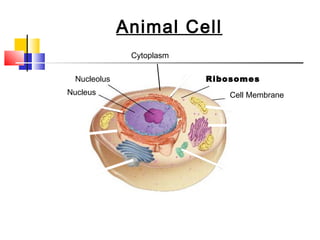 Plant & animal cells | PPT