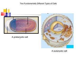 Plant & animal cells | PPT