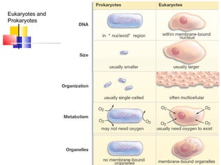 Plant & animal cells | PPT