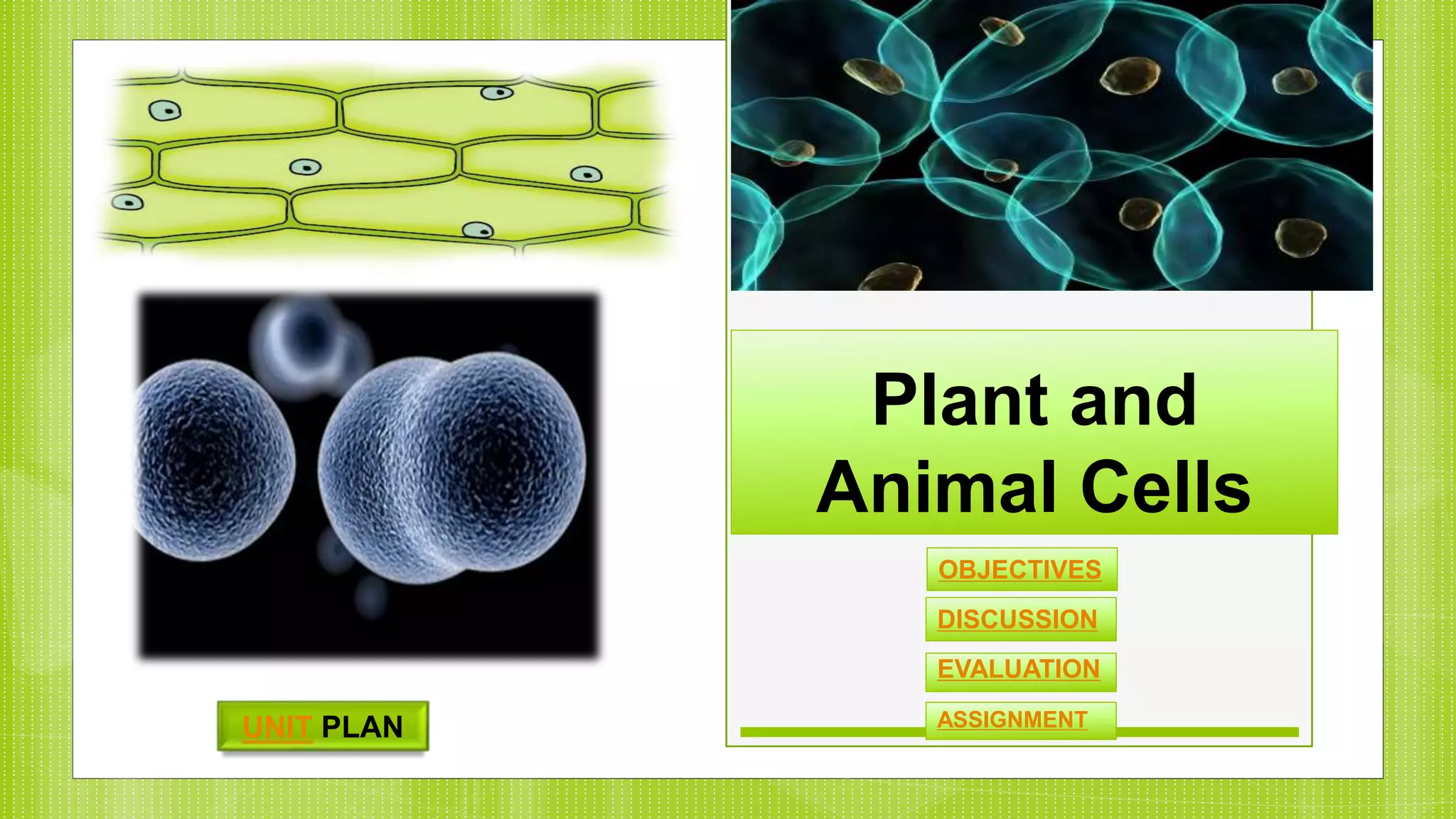 Plant and Animal Cells | PPTX