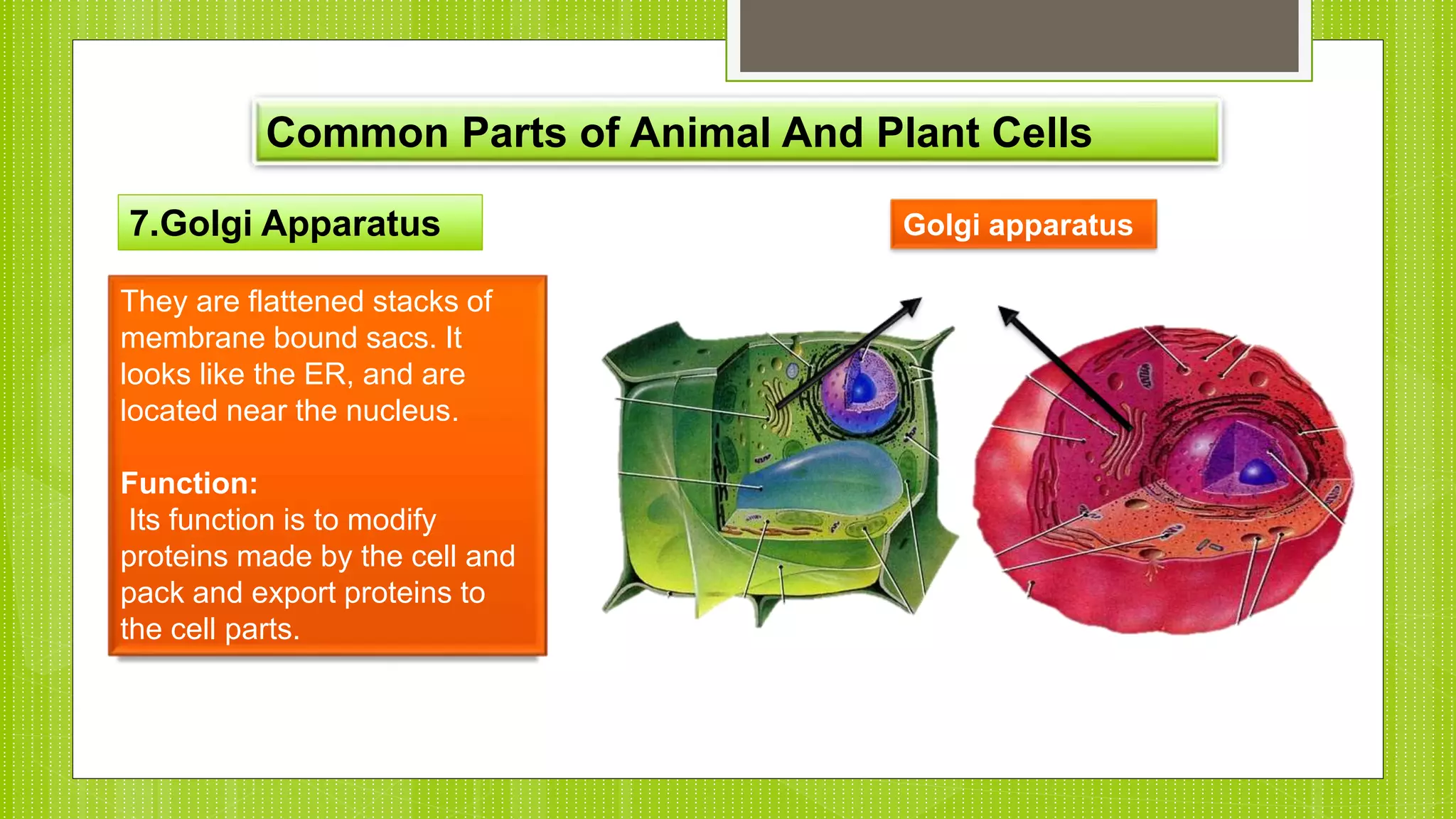 Plant and Animal Cells | PPTX