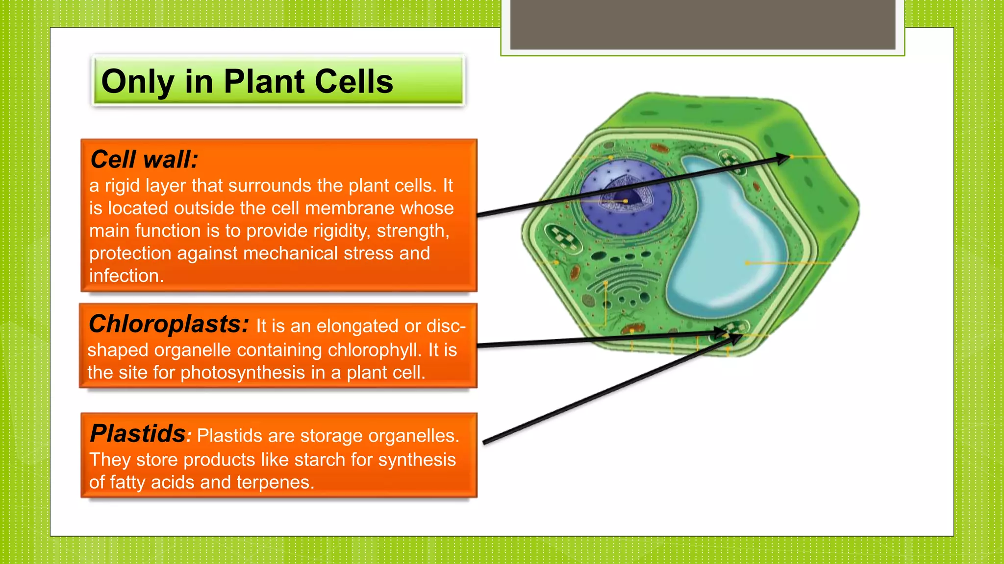 Plant and Animal Cells | PPTX