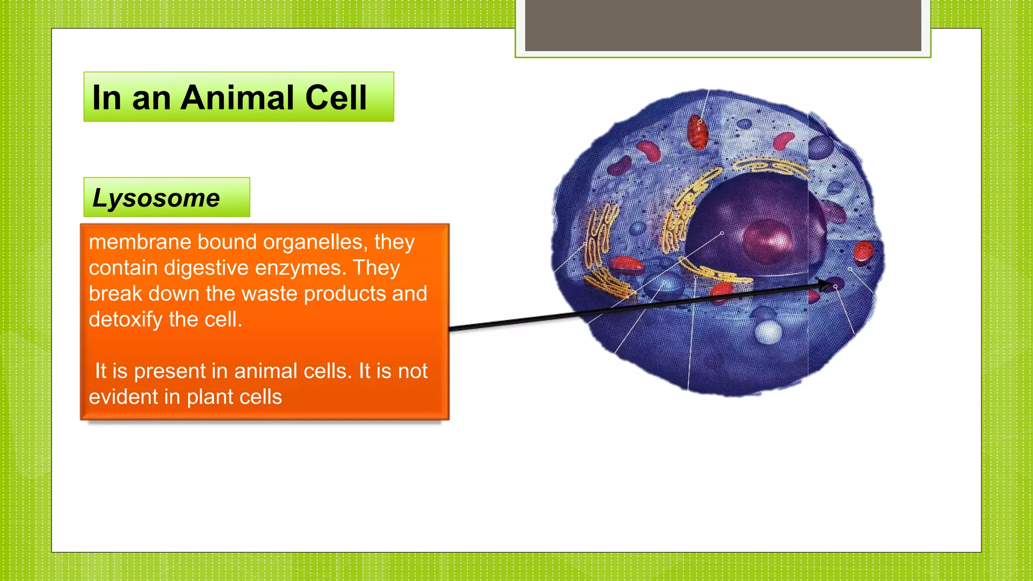 Plant and Animal Cells | PPTX