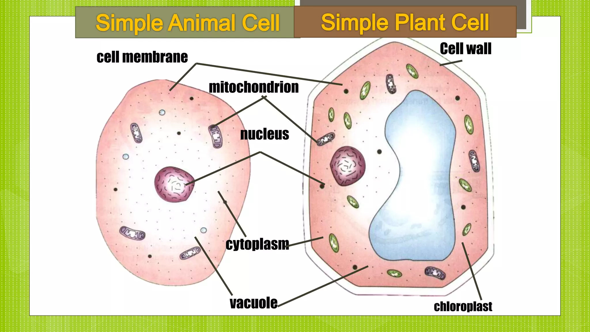 Plant and Animal Cells | PPTX