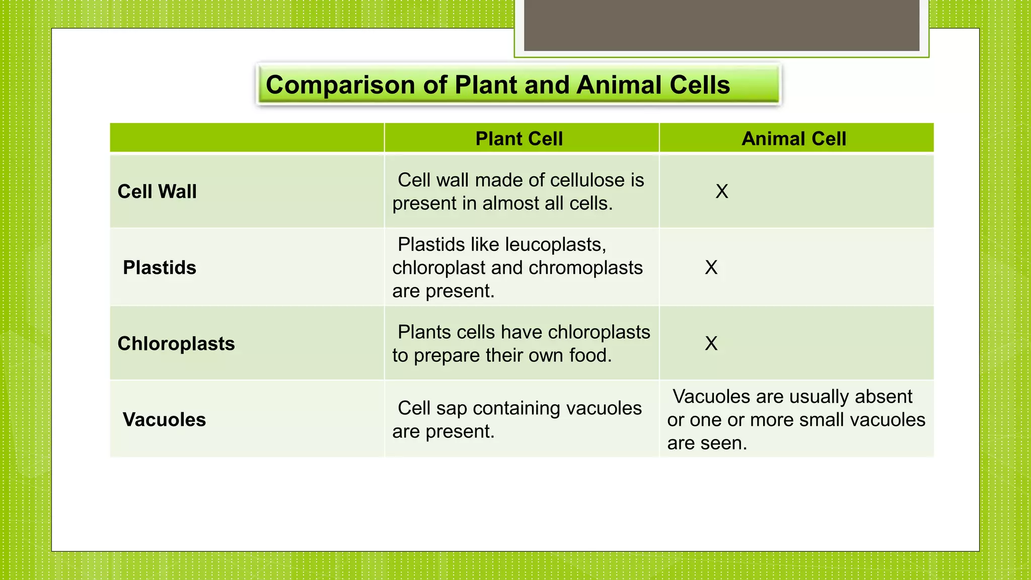 Plant and Animal Cells | PPTX