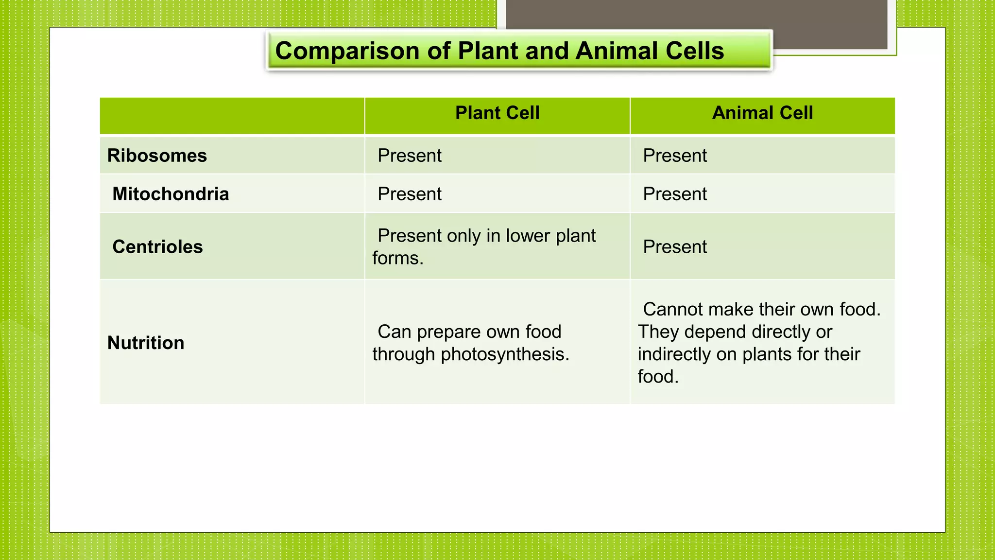 Plant and Animal Cells | PPTX