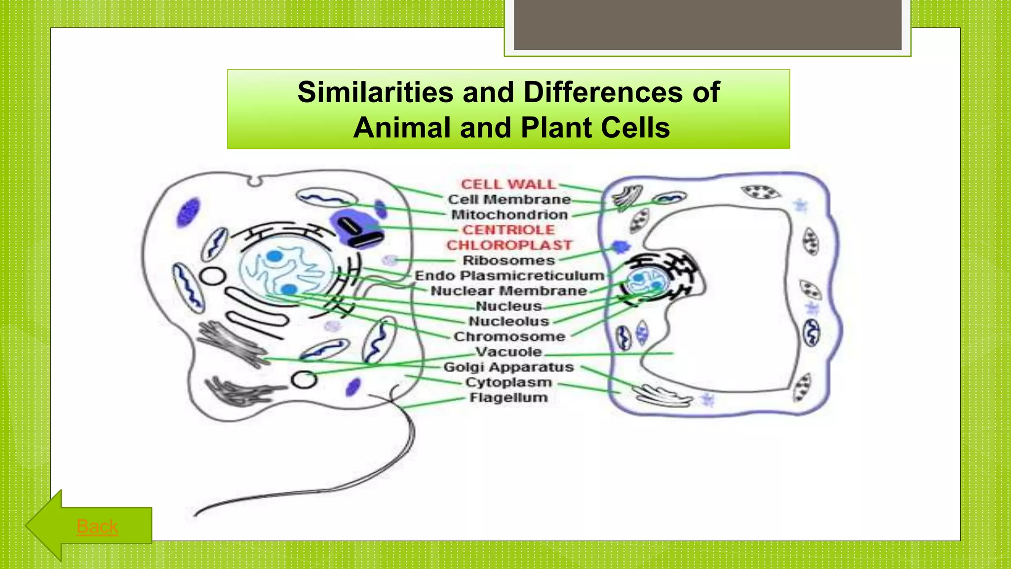 Plant and Animal Cells | PPTX