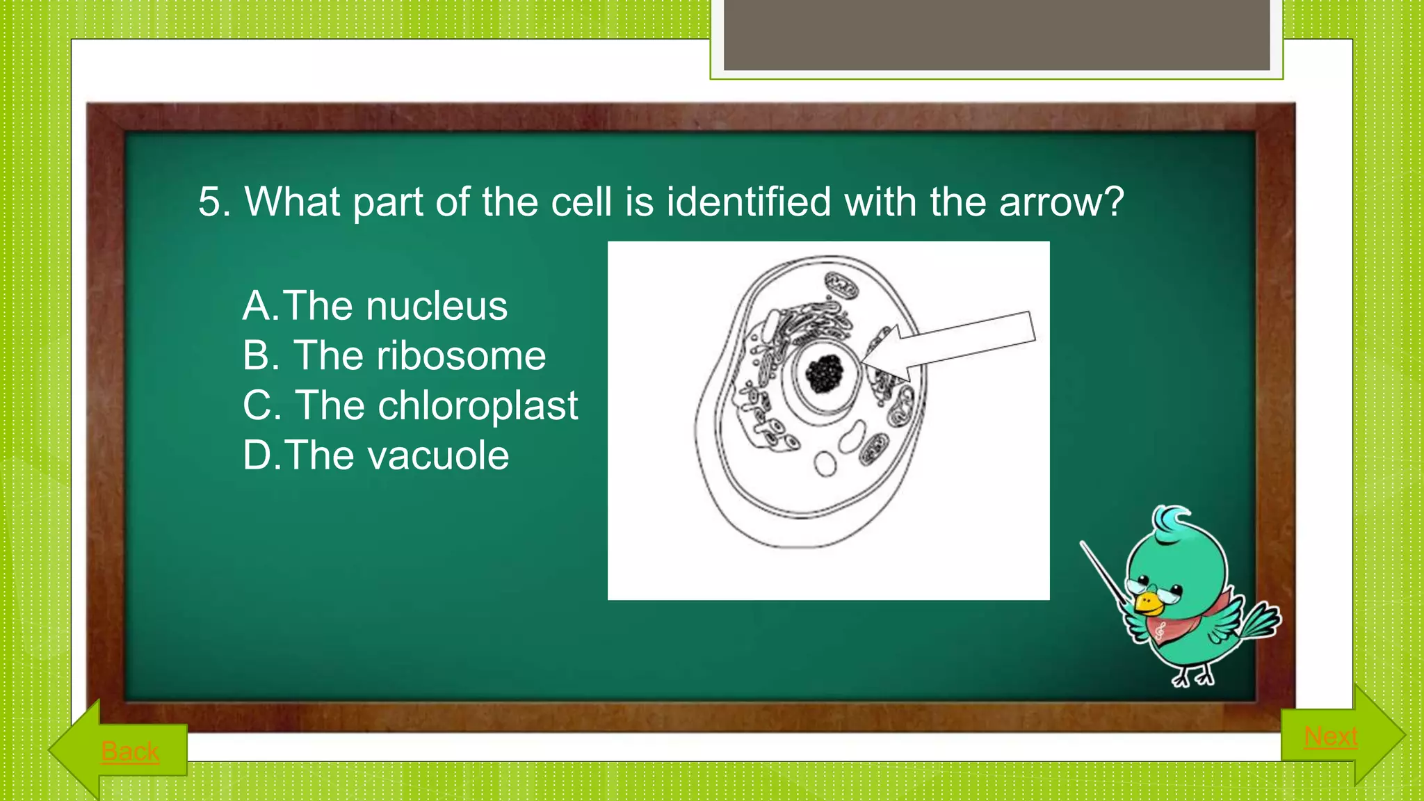 Plant and Animal Cells | PPTX