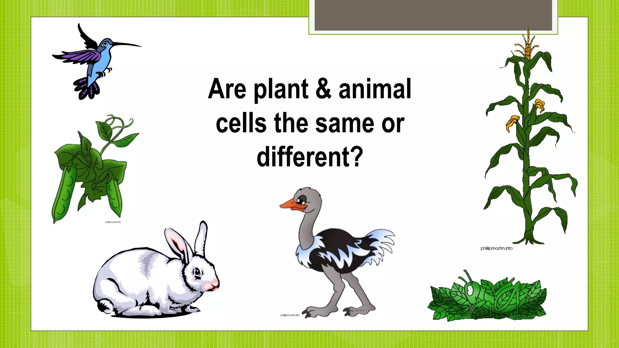 Plant and Animal Cells | PPTX