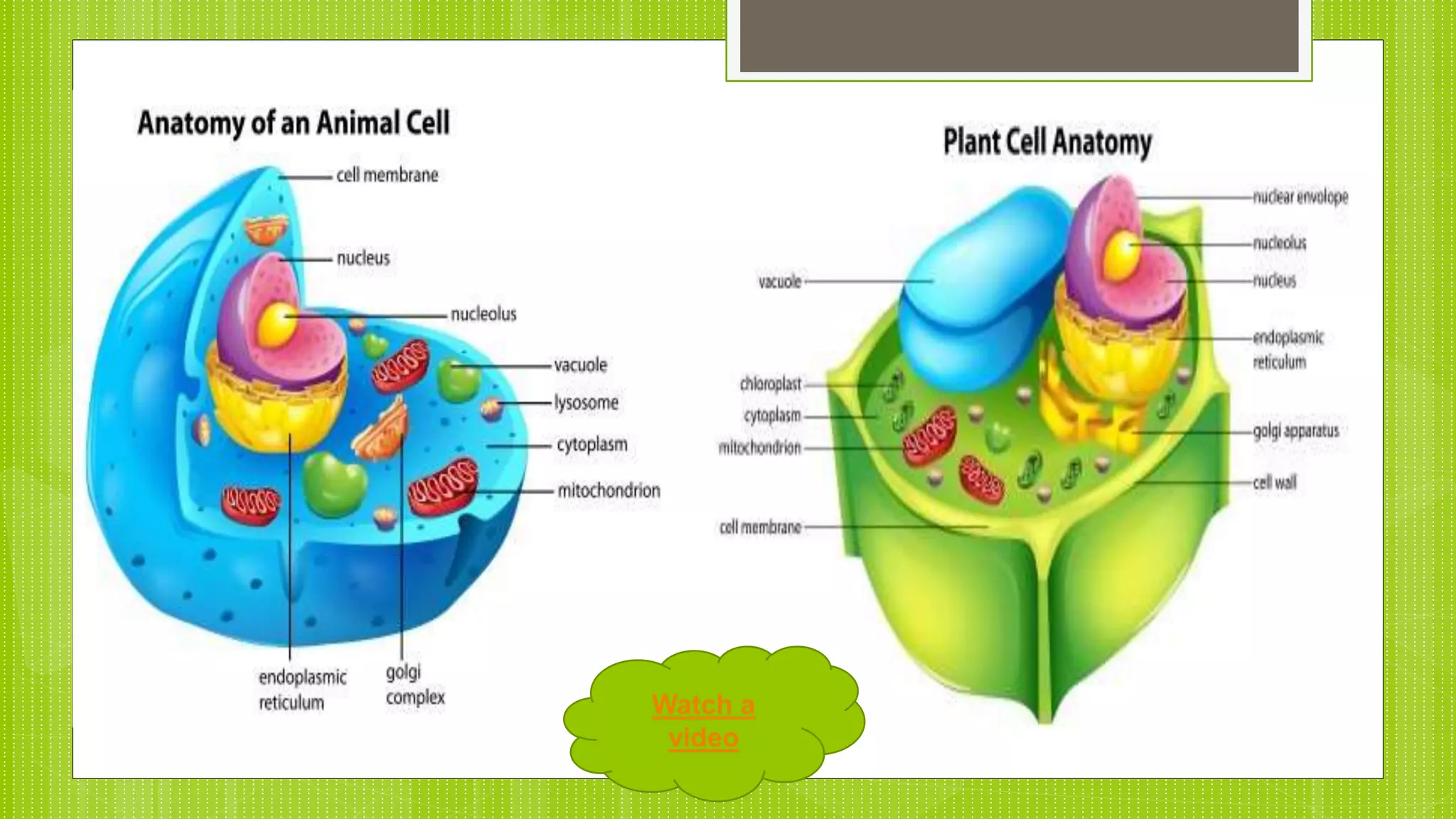 Plant and Animal Cells | PPTX